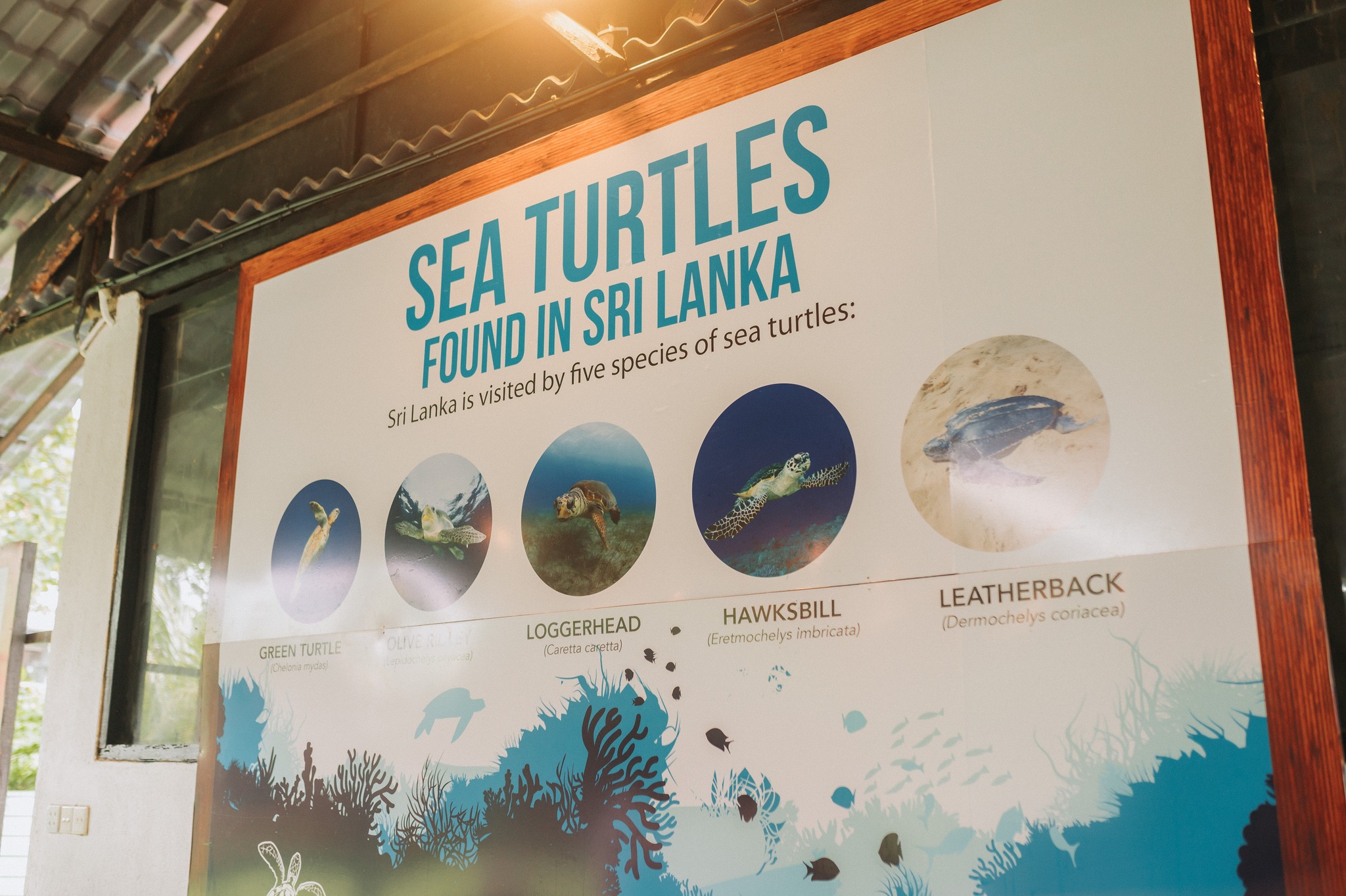 Browns Hotels Opens Turtle Conservation Hub at Dickwella Resort – Yamu.lk