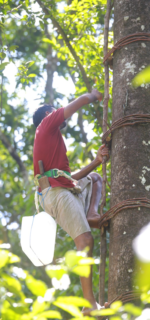 Virgin Kithul Syrup from Raga Kithul – Yamu.lk